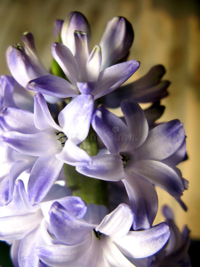 Photo Violette Pourpre De Macro De Nature De Fleur De Jacinthe Image ...