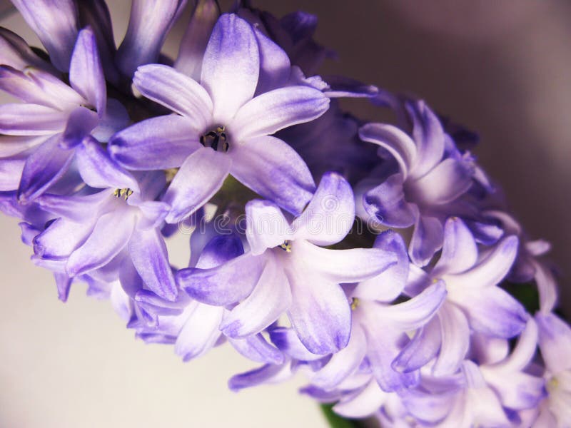 Photo Violette Pourpre De Macro De Nature De Fleur De Jacinthe Photo ...