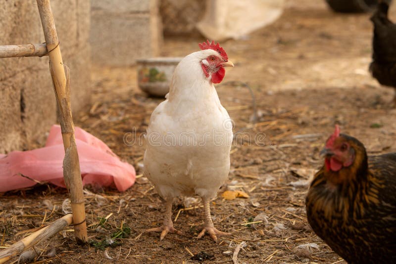 Photo of a Walking Chicken, Stock Photo - Image of fowl, animal: 239742448