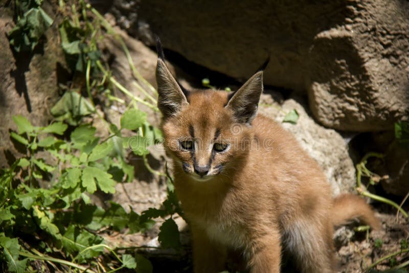 Caracal kitten with prey. stock photo. Image of carnivore - 124485980