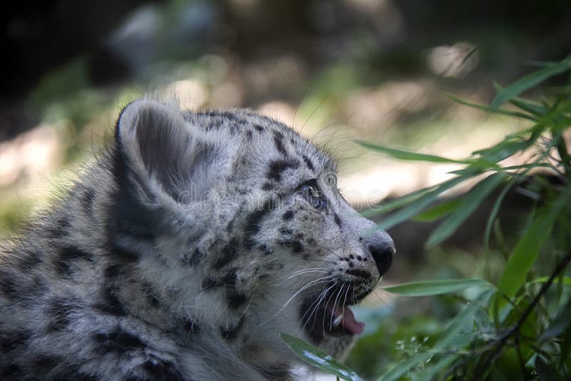 Snow leopard cub. stock image. Image of lying, animal - 124485189