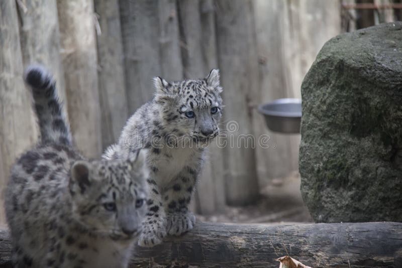 Snow leopard cubs. stock image. Image of ears, fluffy - 124486313