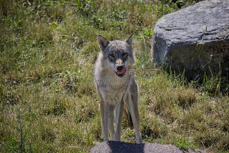 Portrait of wolf. stock image. Image of carnivore, animals - 123852101