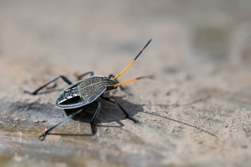 Gum Tree Shield Bug Standing on a Log Stock Image - Image of dragonfly ...