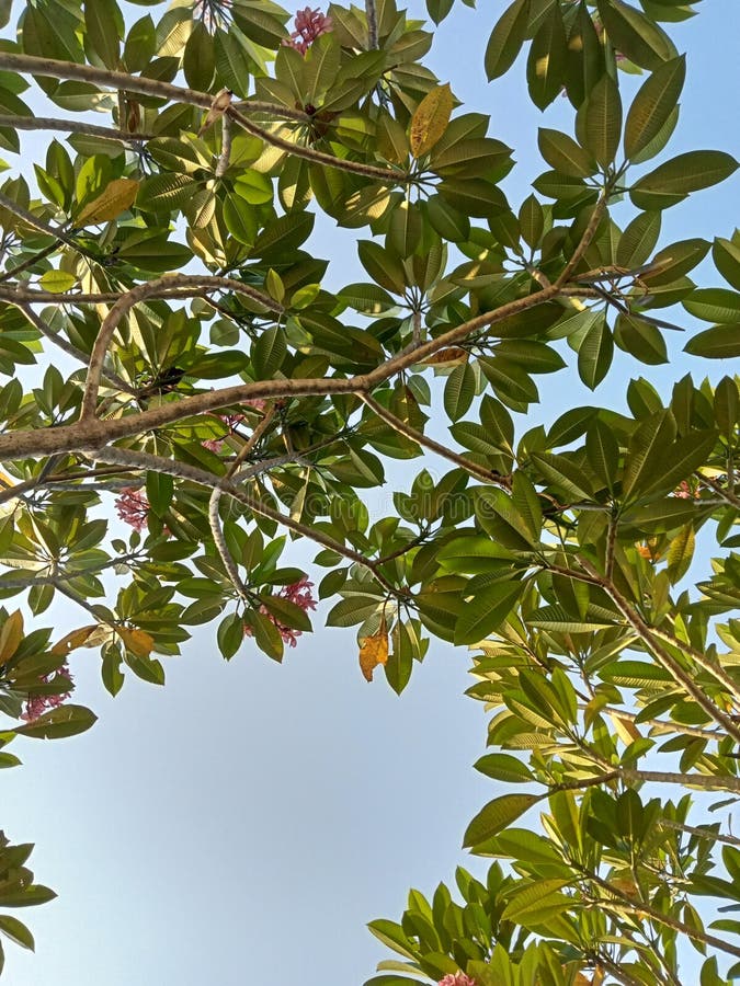 This Photo Was Taken Under a Frangipani Tree Stock Photo - Image of ...