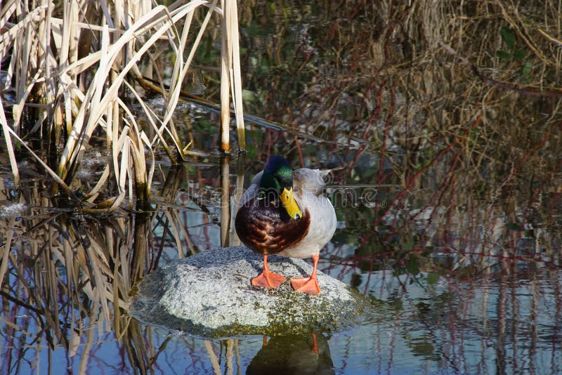 A spring duck stock image. Image of moss, marine, outdoors - 174388165