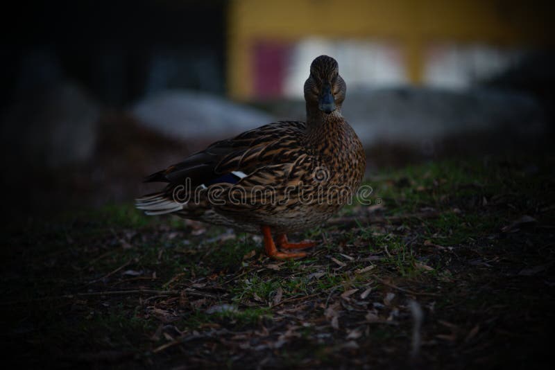 A spring duck stock image. Image of pond, feather, wing - 174388481