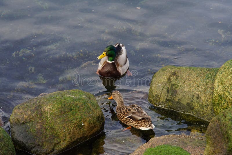 A spring duck stock photo. Image of green, lake, wildlife - 174388560