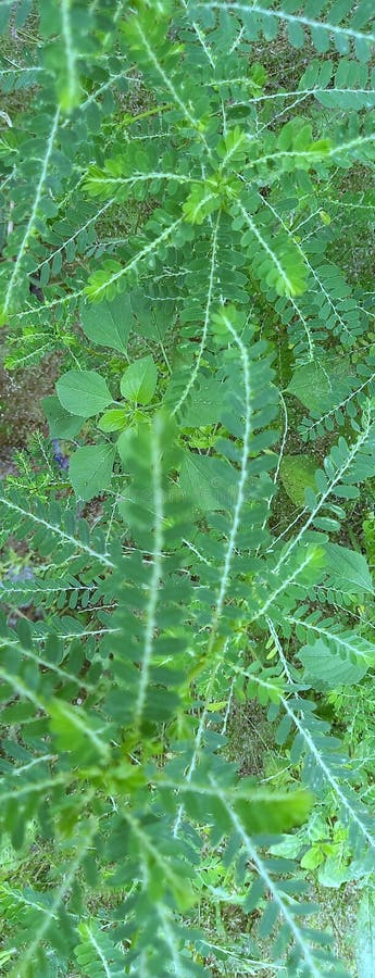 Photo of Weed Plant Taken from Above Stock Photo - Image of weed, plant ...