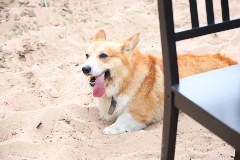 Photo of a Welsh Corgi Close-up in Nature Stock Photo - Image of ...