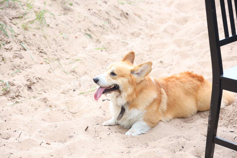 Photo of a Welsh Corgi Close-up in Nature Stock Photo - Image of ...