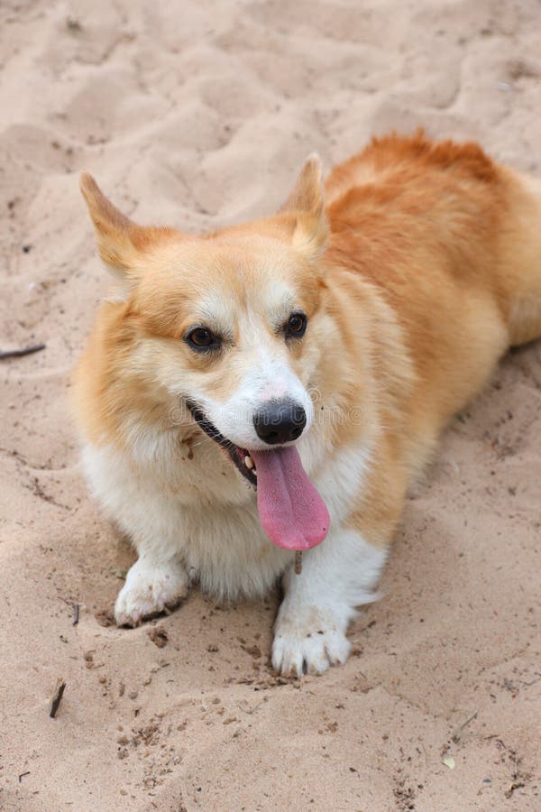 Photo of a Welsh Corgi Close-up in Nature Stock Image - Image of ...