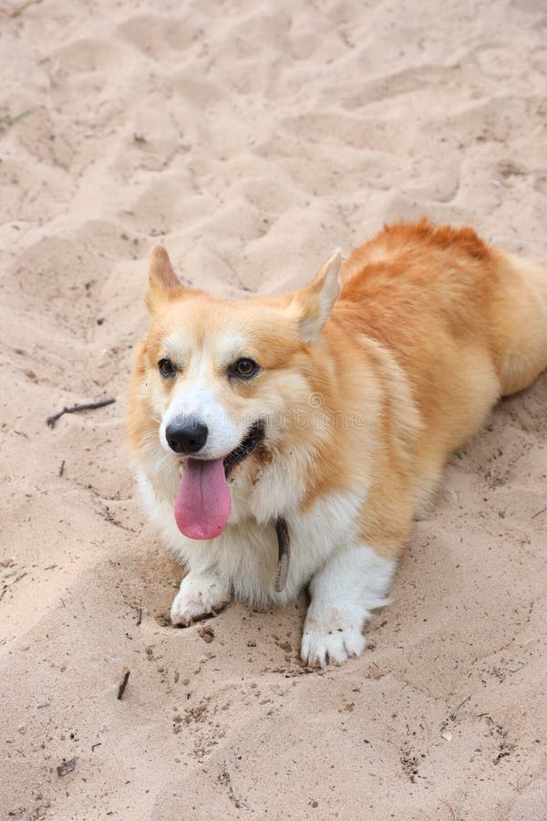 Photo of a Welsh Corgi Close-up in Nature Stock Photo - Image of welsh ...