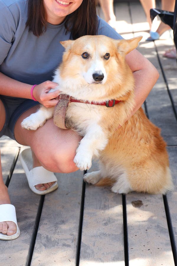 Photo of a Welsh Corgi Close-up in Nature Stock Photo - Image of ...