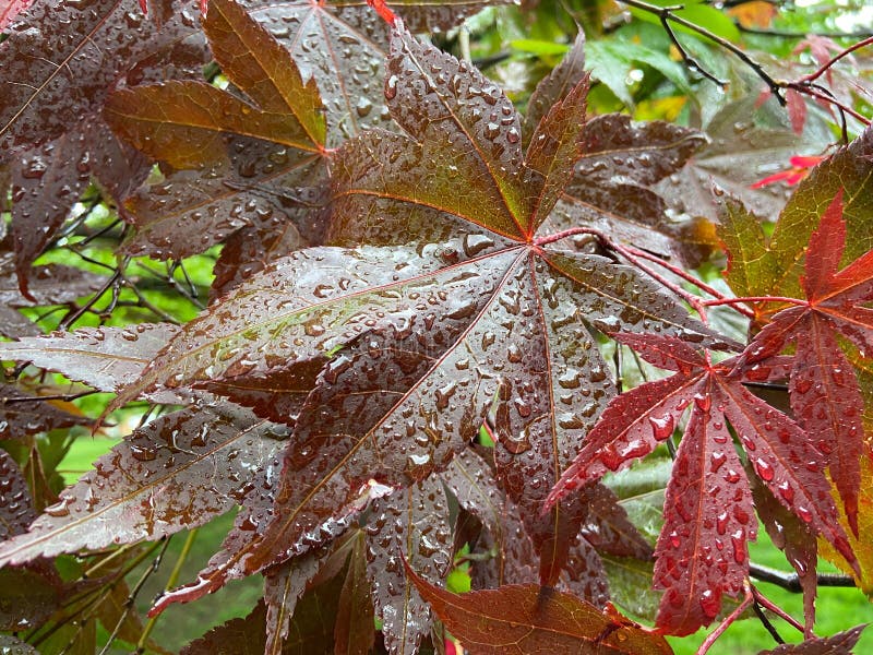 Wet Leaves in the Rain in May in Spring Stock Image - Image of spring ...