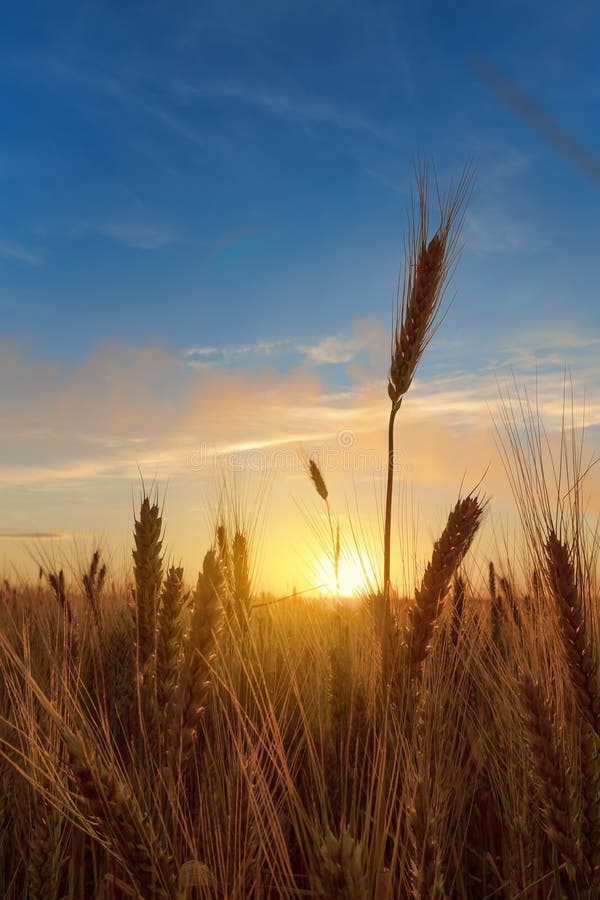 Photo wheat field stock image. Image of grain, field - 123165423