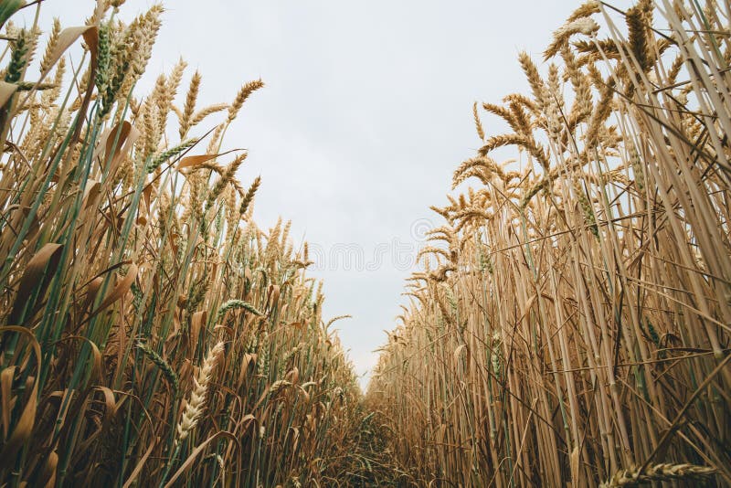 Wheat field perspective stock image. Image of bread - 132669821
