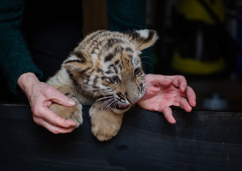 Tiger Cubs Cuddling A Shredded Human Hand