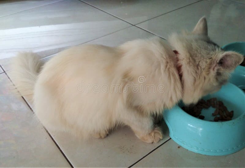 Photo of white cat eating stock image. Image of mammal - 254975343
