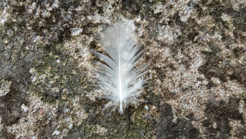 This is a Photo of a White Chicken Feather Stock Image - Image of tree ...