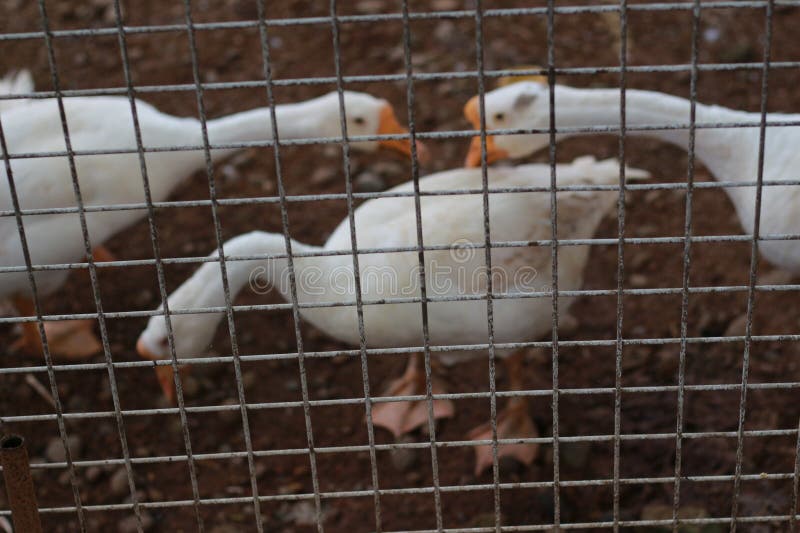 Photo of a White Goose in a Cage. Stock Image - Image of animal ...