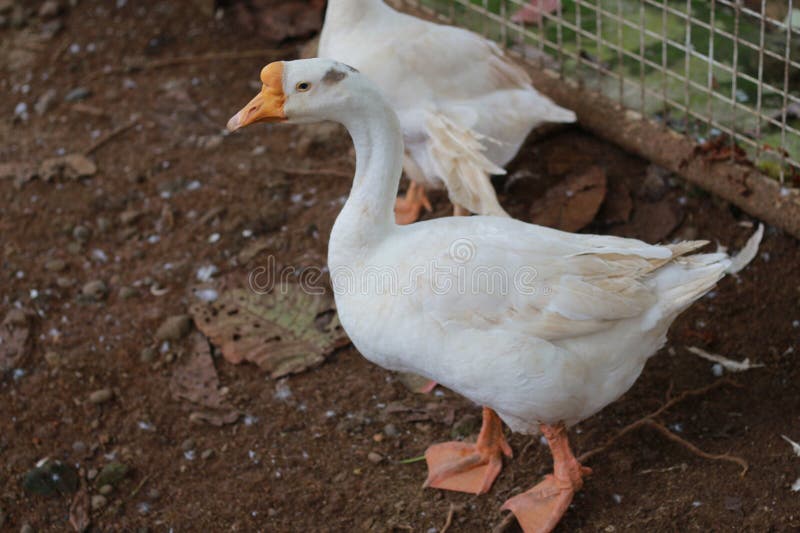 Photo of a White Goose in a Cage. Stock Photo - Image of keeping ...