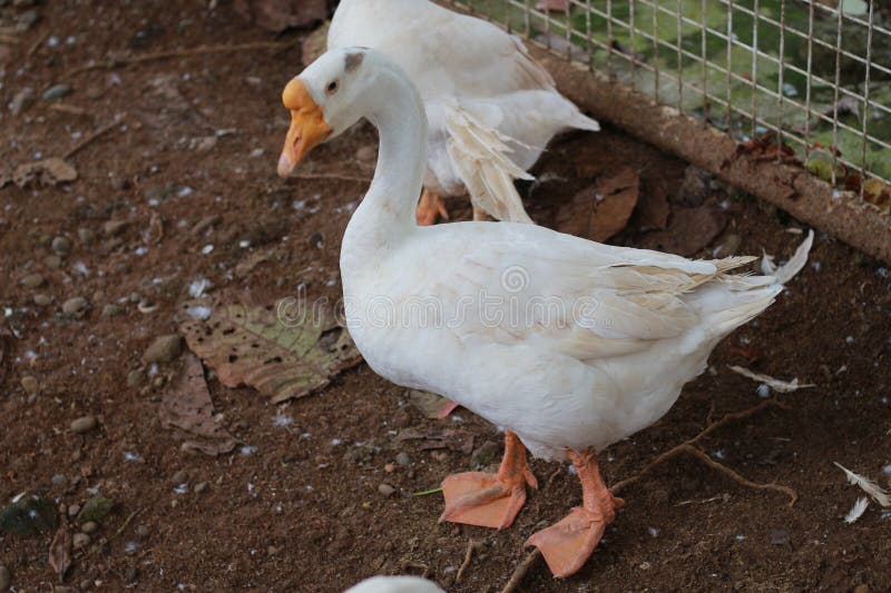 Photo of a White Goose in a Cage. Stock Image - Image of white, flying ...