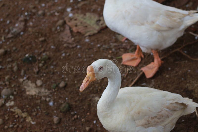 Photo of a White Goose in a Cage. Stock Image - Image of animal, indoor ...