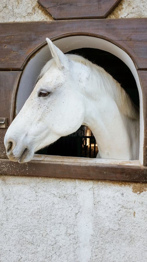 White horse in stable stock photo. Image of cute, adorable - 163839012
