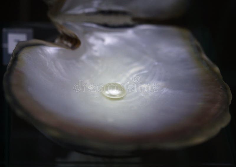 Photo of a White Pearl in a Sea Shell Stock Photo - Image of ocean ...