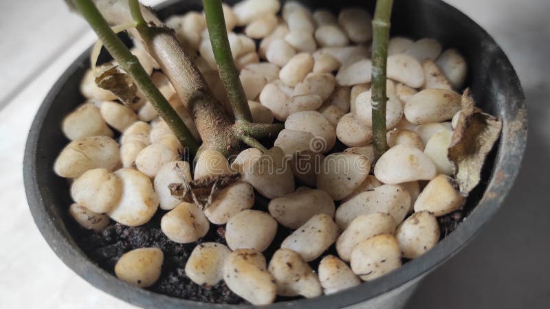Photo of White Pebbles in a Pot Stock Photo - Image of plant, crop ...