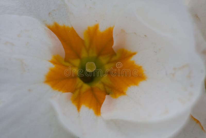 White Primrose Flower with Yellow Center Isolated Stock Image - Image ...