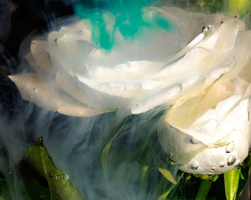 Photo of a White Rose Dipped in Water, Colored Water, Abstraction ...