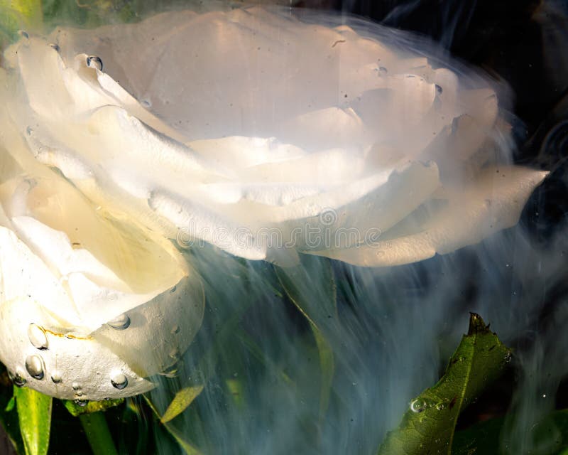 Photo of a White Rose Dipped in Water, Colored Water, Abstraction ...