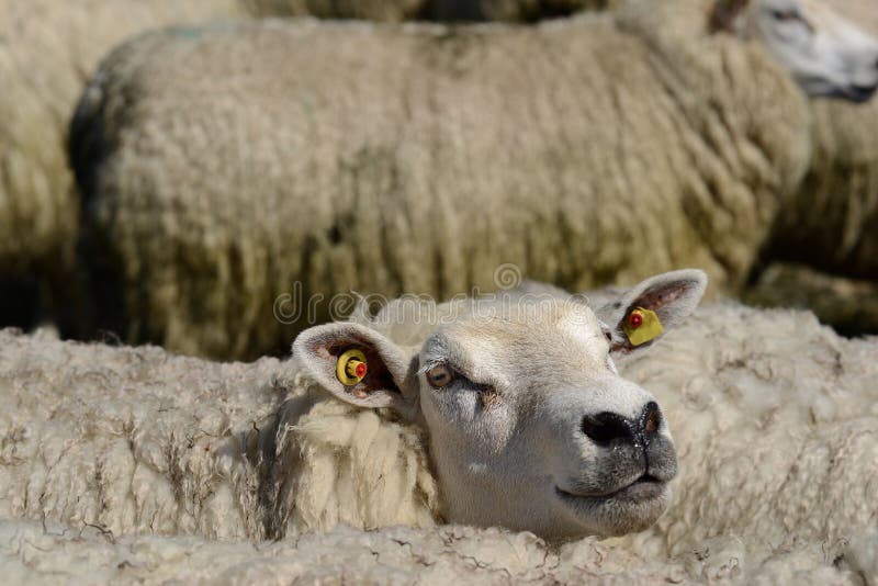 Sheep Look stock image. Image of herbivorous, agronomy - 86390793