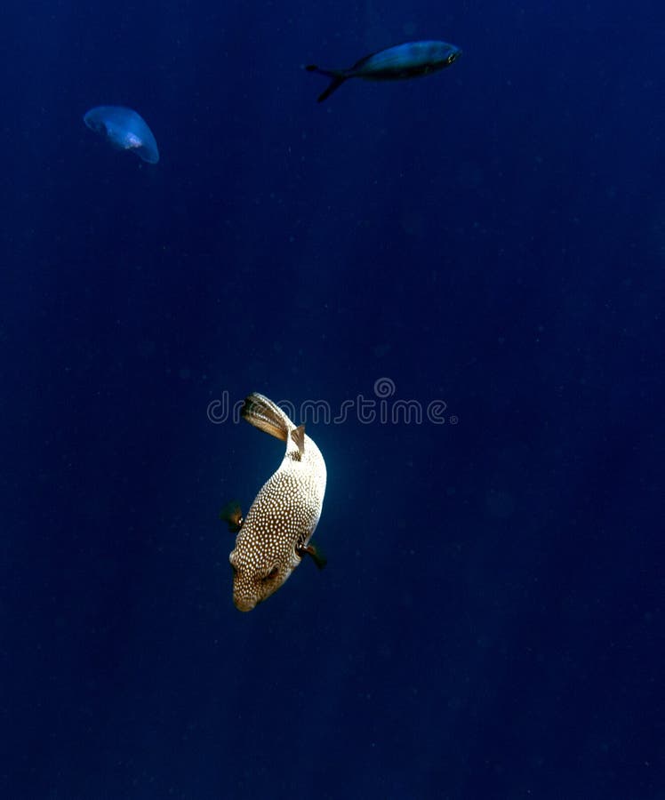 Photo of White Spotted Puffer Fish Swimming Stock Photo - Image of ...