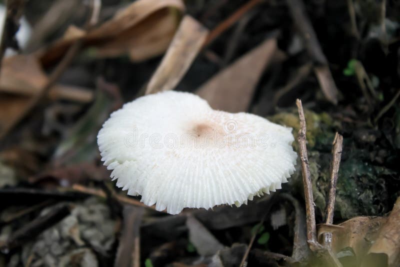 Photo of White Toadstool Growing in the Forest. Stock Photo - Image of ...