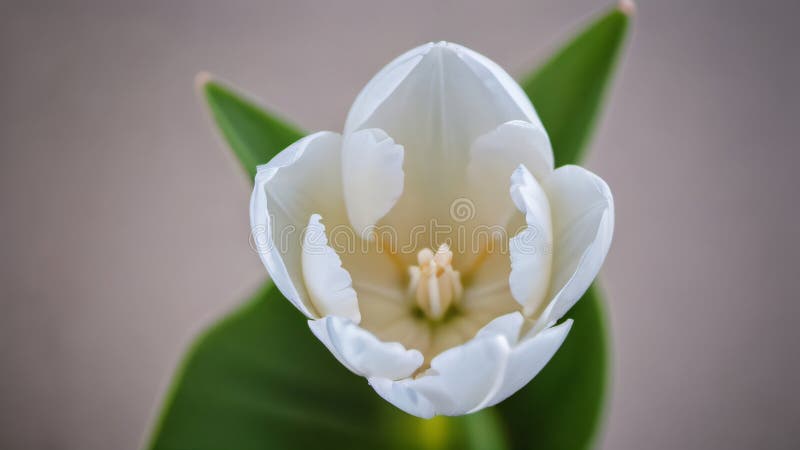 Photo of White Tulip, Top View of Beautiful White Tulip. Generative AI ...