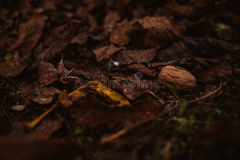 Whole Fresh Walnut on Ground Stock Photo - Image of healthy, kernel ...