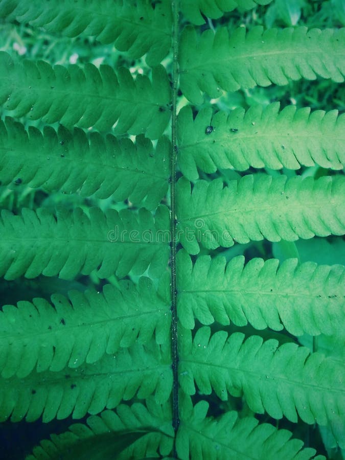 Wild leaves stock photo. Image of wild, wooden, leaves - 42931282