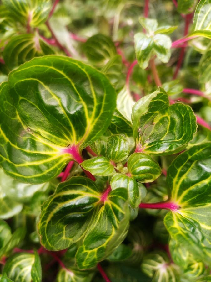 Photo of Wild Plants on the River during the Day Stock Photo - Image of ...