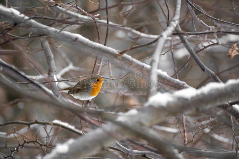 Photo of a Wild Robin Bird in Winter Stock Image - Image of feather ...