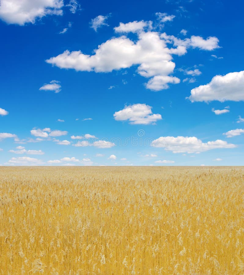 Photo of Winter Cane with Blue Sky and Clouds Stock Image - Image of ...