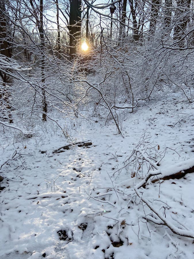 Winter Sunset in the Snowy Forest in March Stock Image - Image of white ...