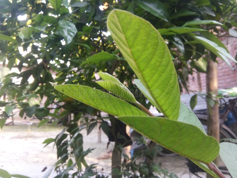 Guyava Leaf Stock Photos - Free & Royalty-Free Stock Photos from Dreamstime