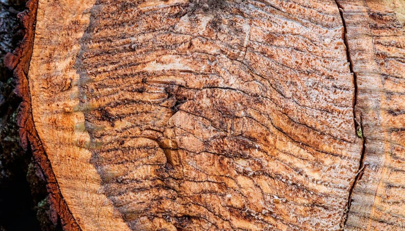 Photo of Wood Surface from Apple Tree with Wood Texture Stock Image ...