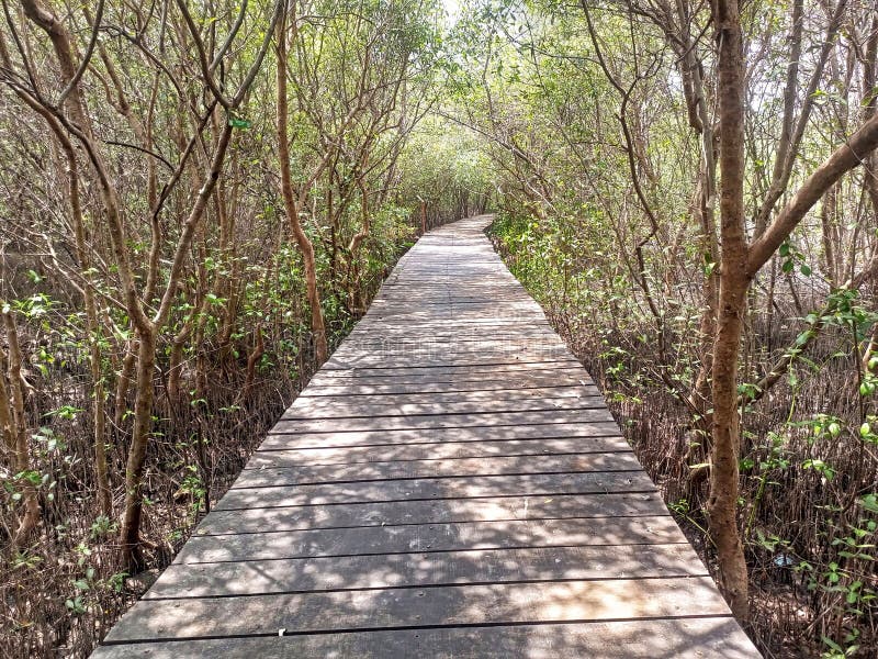 Photo of a Wooden Path between Mangrove Forest Trees on the Beach Stock ...