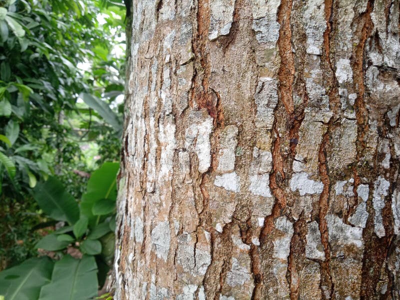 Photo of a Wooden Tree from Indonesia Stock Photo - Image of tree ...