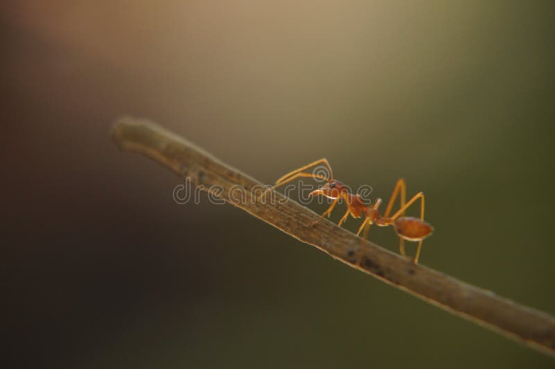 Ants Who are Alone in the Endless Road Stock Photo - Image of ants ...