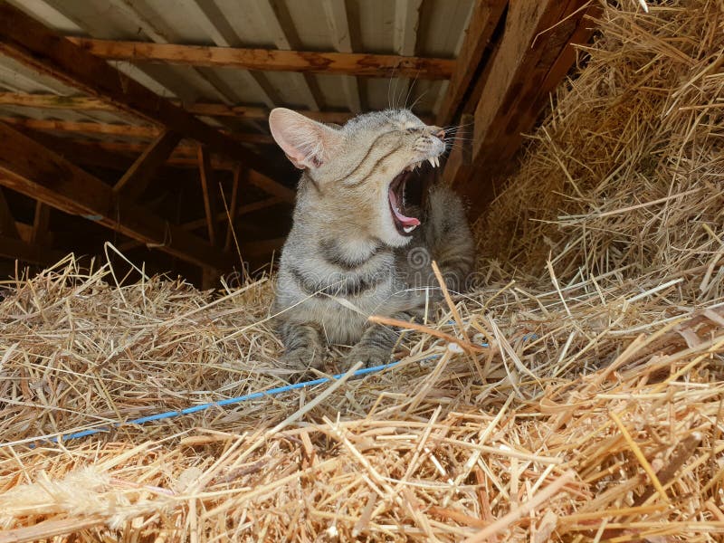 Yawning cat on hay stock photo. Image of feline, small - 162995590